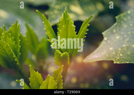 plant tree in neutral background Close-Up Of Fresh Green Plant Stock ...