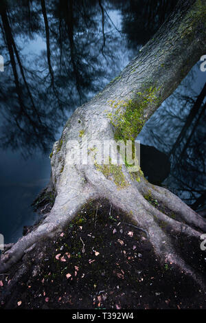 Trees with long exposed roots in soft light on the steep slopes of ...