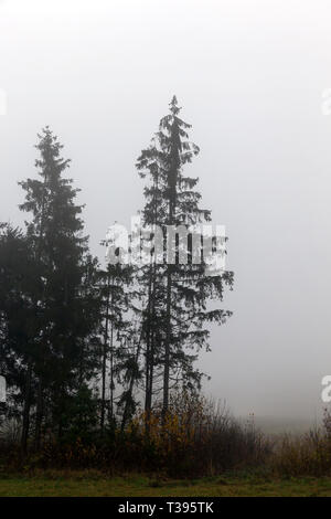 Wild pine forest in poor condition, storm broke dry dead trees, signs ...