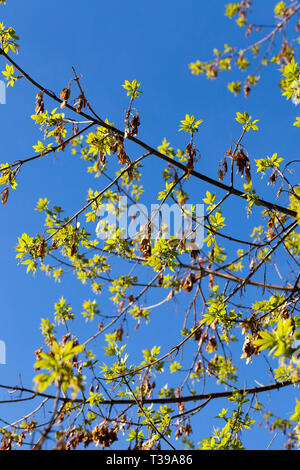 Fresh maple leaves with flowers and seeds. Spring branches of maple ...