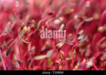 Red amaranth microgreens grown indoors in soil Stock Photo - Alamy
