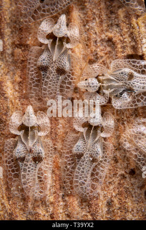 Sycamore lace bug (Corythucha ciliata), sitting on a leaf, Germany ...