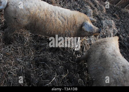 Cute curly pig. Hungarian Mangalitsa pig. Long-haired breed of pigs ...