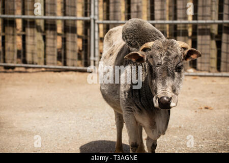 A zebu (Bos primigenius indicus, Bos indicus, Bos taurus indicus) bull ...