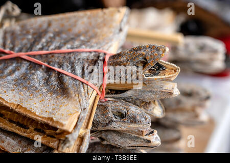 Dried gecko selling for medical purposes in chinese pharmacy ...