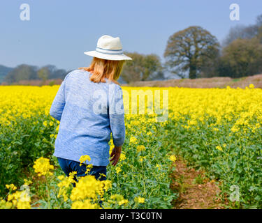 A yellow rapeseed field in the sunshine on a field in Germany Stock ...
