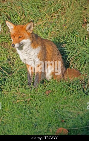 Red fox (Vulpes vulpes), captive, UK Stock Photo - Alamy