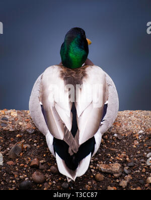 Rear view of a male mallard duck swimming on a lake Stock Photo - Alamy