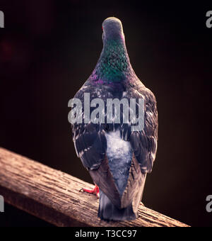 close up full body of pigeons bird standing Stock Photo - Alamy