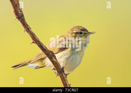 Chiffchaff (Phylloscopus collybita) singing on territory in early Stock ...