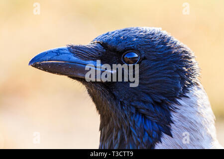 Hooded crow close up portrait. Corvus cornix Stock Photo - Alamy