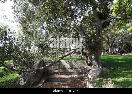 Port Jackson Fig, Rusty Fig (Ficus rubiginosa) in the Royal Botanic ...