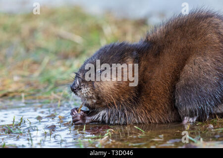 Muskrat on an April day in northern Wisconsin Stock Photo - Alamy