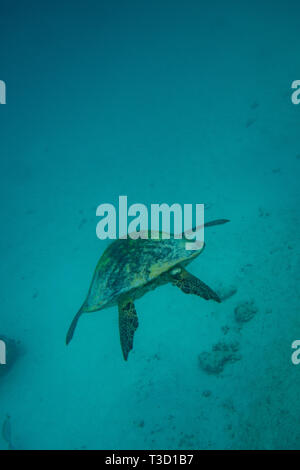 Akumal beach turtles in Riviera Maya of Mayan Mexico Stock Photo - Alamy