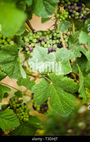 German vineyard. Grapevine with unripe green and blue grapes Stock ...