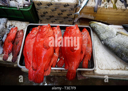 Central fish market in Colombo, Sri Lanka Stock Photo - Alamy