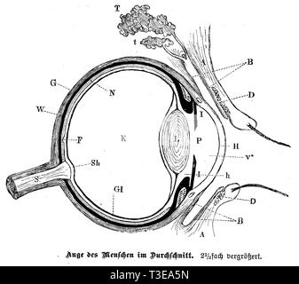 Human: eye, longitudinal section, anonym 1899 Stock Photo - Alamy