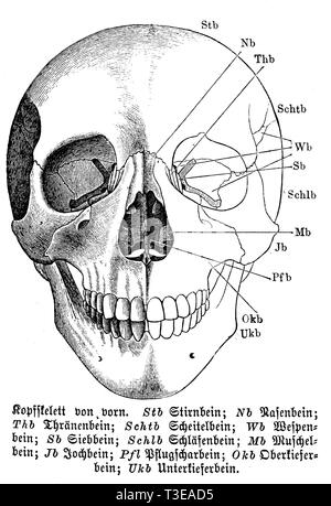 Hand Drawn of Human Anatomy Temporal Bones on Chalkboard Stock Photo ...