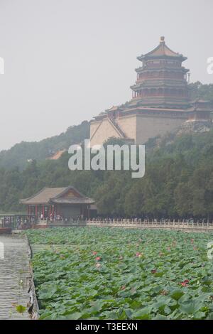 Lotus flowers bloom at the Summer Palace in Beijing, China, 17 June ...