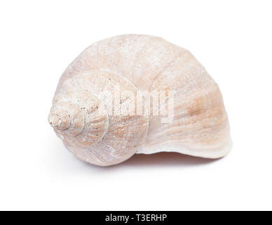 Background of spiral seashell close-up macro isolated on black. Mollusk ...