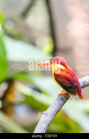 Beautiful bird Rufous-backed Dwarf-Kingfisher (Ceyx rufidorsa) perched ...