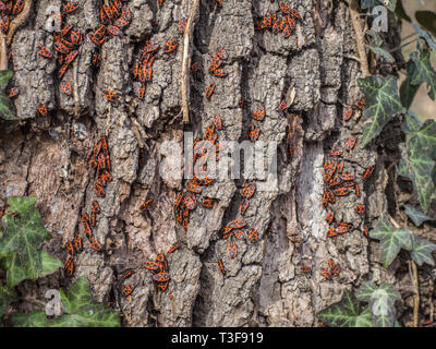 Group of the fire bug - latin name Pyrrhocoris apterus on the bark of ...