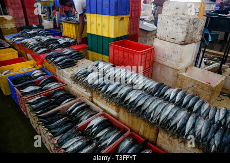 Central fish market in Colombo, Sri Lanka Stock Photo - Alamy