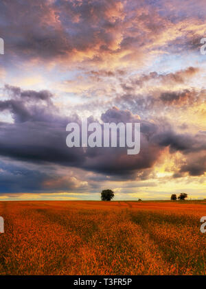 Green meadow grass Stock Photo - Alamy