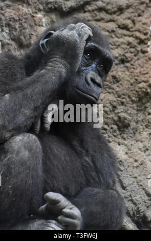 Confused baby scratching head Stock Photo - Alamy