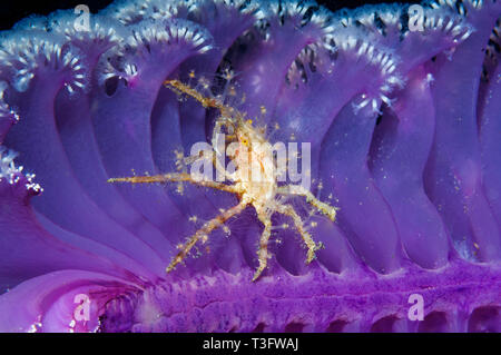 Hydroid or Fairy crab [Hyastenus bipinosus] on Sea pen (Pteroides sp ...
