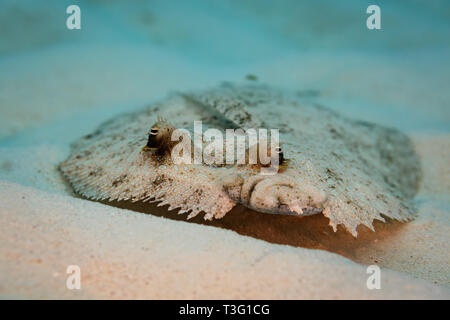 Top view closeup of eyes of Bothus ocellatus flat, left eyed Flounder ...