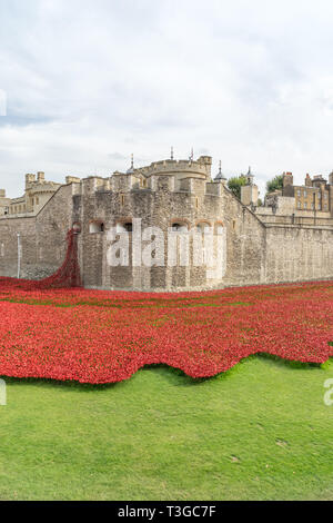 Tower of London Poppy display, Created by artists Paul Cummins and Tom ...