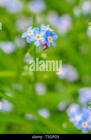 Forget-me-not tender flowers blossoming in spring time. Natural floral ...