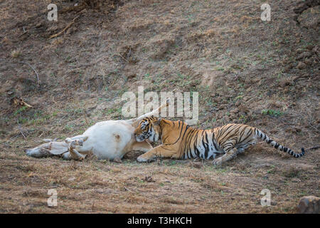 Image of Conservation issue A dominant male tiger killed a domestic ...