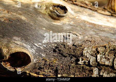 Ancient Oak tree with rotting hollow centre in trunk. Cowdray Park ...