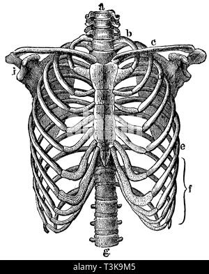 How Many Floating Ribs Do Dogs Have