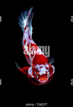 Betta fish Koi fish Red White in the aquarium black blackground Stock ...