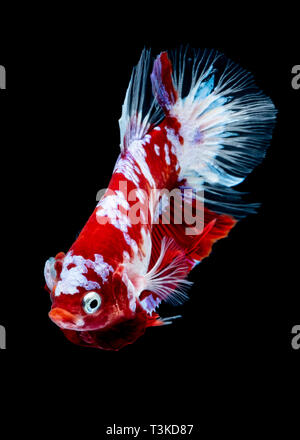 Betta fish Koi fish Red White in the aquarium black blackground Stock ...