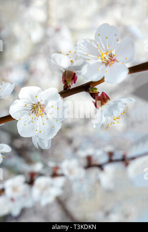 Branch of the blossoming sakura with white flowers, Japan. On blue sky ...
