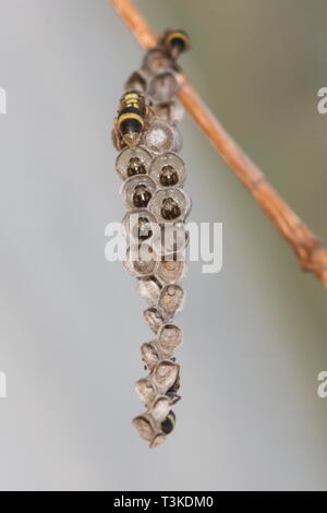 Selective focus shot of a paper wasp on the nest under the sunlight ...