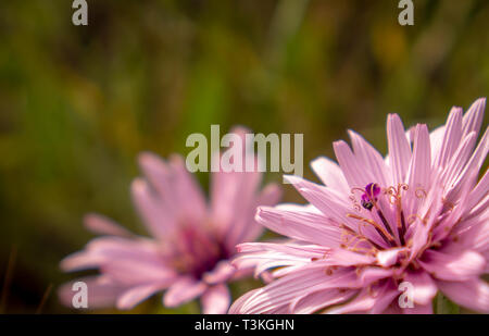 mountain lettuce blooming in the desert Stock Photo - Alamy