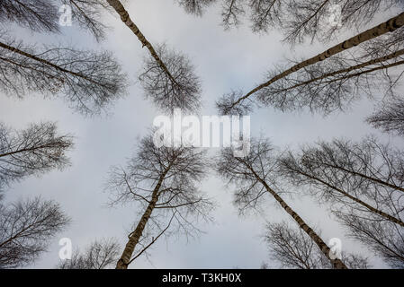 birch trees in spring. mass of trunks on green background Stock Photo ...