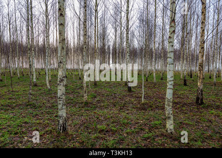 birch trees in spring. mass of trunks on green background Stock Photo ...