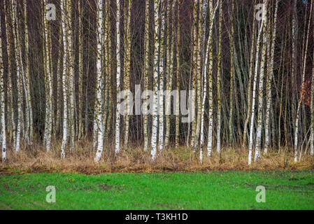 birch trees in spring. mass of trunks on green background Stock Photo ...