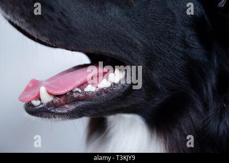 Healthy dogs teeth clouse up. Pet Dental hygiene concept. Open mouth of ...