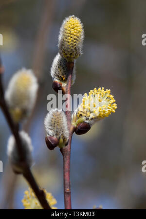 CATKIN flowered in spring Stock Photo - Alamy