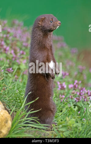 AMERICAN MINK Mustela Vison Begging Captive Stock Photo - Alamy