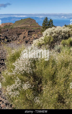 Retama raetam flowering shrub in spring near Arguayo, Santiago del ...