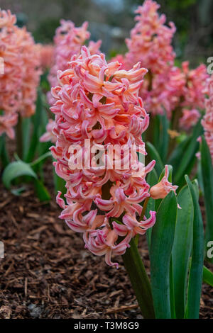 Beautiful violet and pink hyacinth flowers on wooden background Stock ...