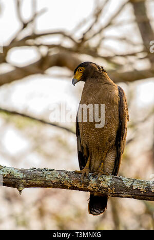 A vertical closeup of the crested serpent eagle, Spilornis cheela ...